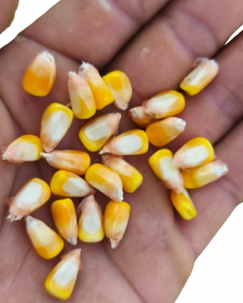 NORDIKA STORE COLOMBIA